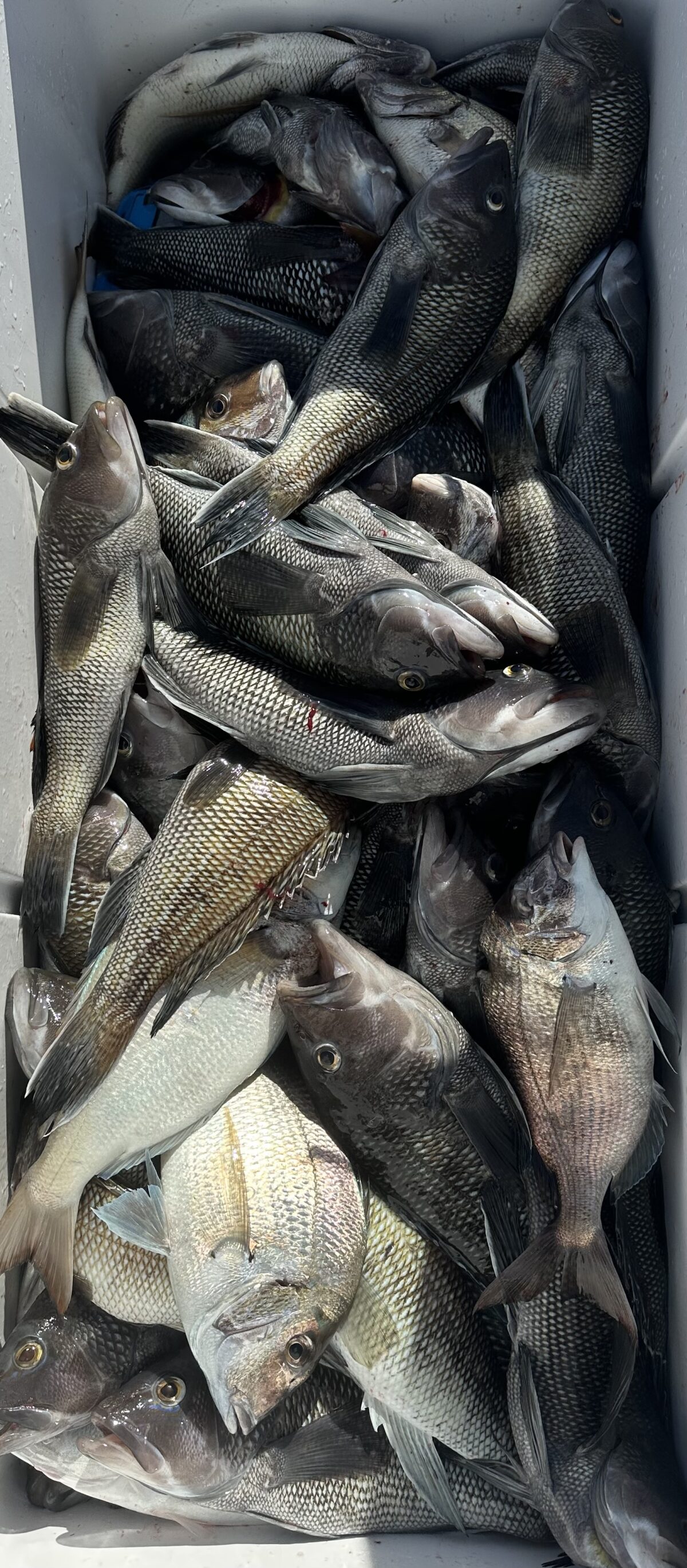 Ocean City Sea Bass, Porgy, Bluefish - Moover Fishing Adventures