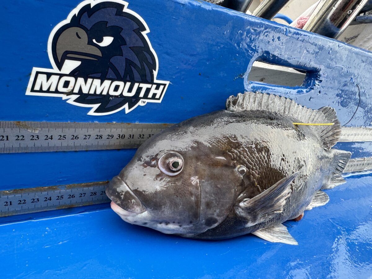 Monmouth university Blackfish Research - Moover Fishing Adventures